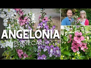 🌿 Angelonia Care | Friday Plant Chat 🌿