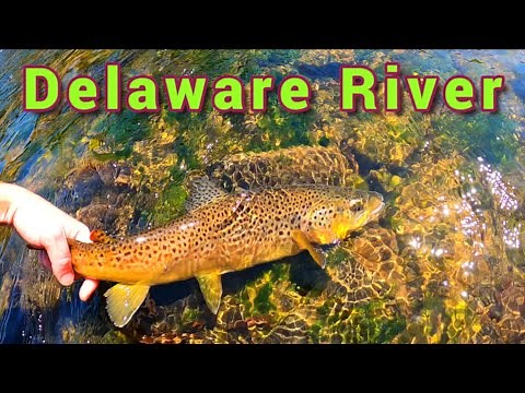 Fly Fishing The HENDRICKSON HATCH For BIG TROUT | Delaware River (Catskills)