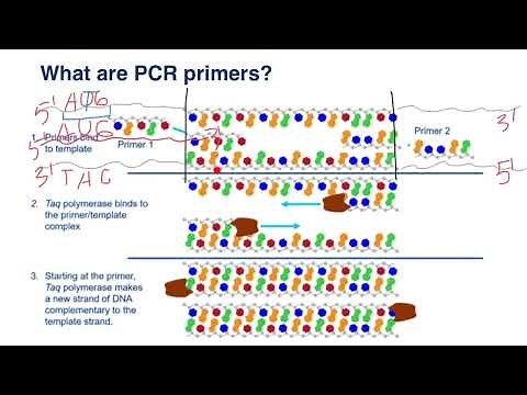 Forward and reverse primers