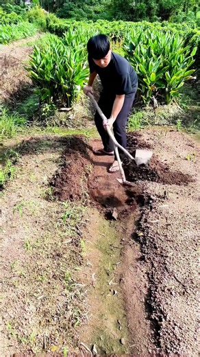 How to Manually Dig a Drainage Ditch? Farmer's Real-life Demonstration