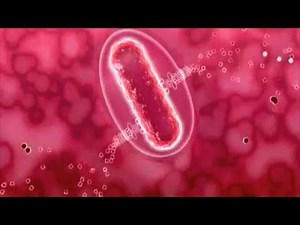 Copernicus - From Bacteria