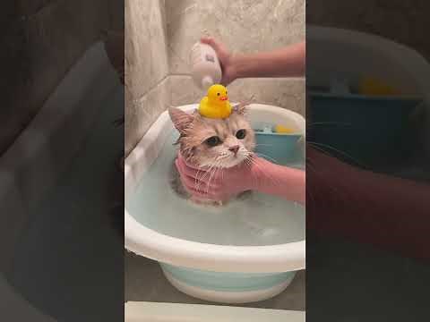 How to Give Your Kitty a Spa Day at Home? Watch This Adorable Cat Bathing Tutorial! #PAWZIDEA