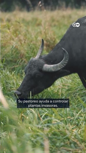 Búfalos de Marajó: Guardianes de la sostenibilidad en el Amazonas #shorts