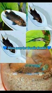 I set the rarest native blue scarlet Badis Badis fish in a mini aquarium. #badis #fish #aquarium