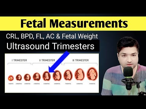 Normal Fetus Measurement in Ultrasound by Dr Ali Waqar