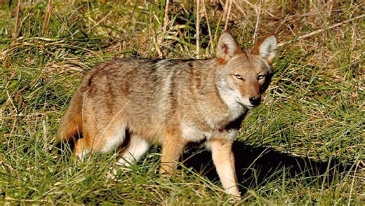 Confronted by a coyote in your neighborhood? Here's what to do