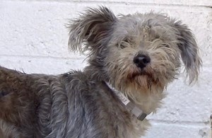 11K views · 679 reactions | RESCUED - moved to SAFE Album on 11/21...