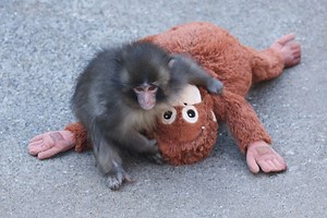 Baby Monkey Rejected by Mum Finds Comfort in Toy