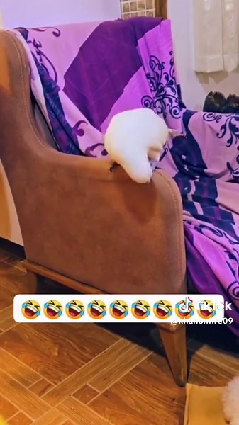 #الشعب_الصيني_ماله_حل😂😂 #creatorsearchinsights #creatorsearchinsi #standwithkashmir #greenscreen #الشعب_الصيني_ماله_حل #jungkook #jungkook