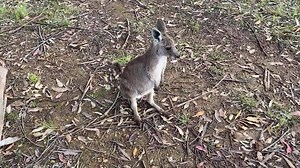 66 reactions · 5 comments | Sometimes, wildlife remains in care for...