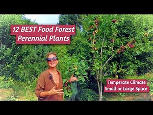 Small Space Food Forest? 12 MUST HAVE PERENNIALS | Temperate Climate Gardening - UK