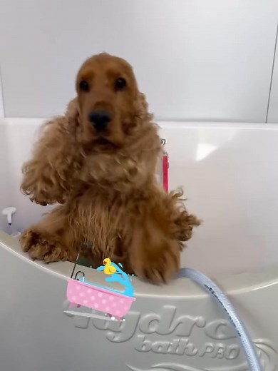 9.8K views · 494 reactions | Bath time for Nilo he definitely needs one!!  識 #cockerspaniel #showcocker #cockerspanielpuppies #cockerspanielofinstagram | Cocker Spaniel Unity | Facebook