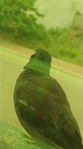 A Serene Bird Visit at My Window | Peaceful Nature View"