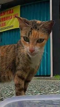 Kucing Tidur Pulas Banget, Bangunnya Lama… Pas Melek Langsung Bingung