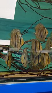 5K views · 198 reactions | These Heckel Discus are something else!! Absolutely stunning wild caught Discus. #wild #wildcaught #Discus #heckeldiscus #discusfish #discusbreed#discusbreeding | Premier aquatics ltd | Facebook