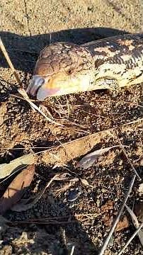 this Blue Tongue lizard has now racked up 7.3 MILLION views on YouTube. an Update.