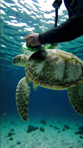 🧽🐢 "Turtle Tank Cleaning Hacks You NEED to Know!" 🐢🧼 #satisfying