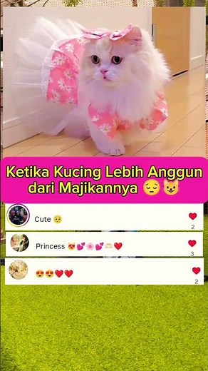 gimana lho kalau di saingin ama meong 😽 #kucinglucu #cat #fyp #shorts