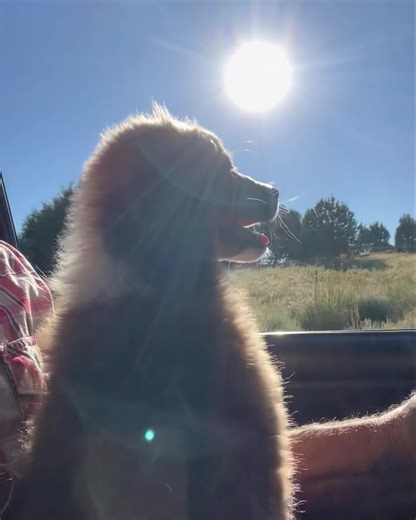 #bulletproof Sienna getting use to going for rides. If they trust you, they learn it’s ok to try things even if it’s a little scary. Building trust in a dog early on is the foundation of building a bulletproof companion that will go anywhere and do anything with your and for you🐶🐾 #doggo #aussie #companion #bulletproof #australianshepherd #trust #letsgo | Couple Berry Farms