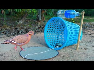 Easy Bird Trap | Simple DIY Technique Bird Trap make from water cans and Basket That Works 100%