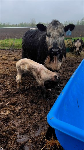 11K views · 295 reactions | We kicked off in a polar vortex, waded through more snow than we care to remember, took a beating from the worst ice storm since ’98, and wrapped up in cold, soggy, below-average temps. But the last calf finally hit the ground—and this calving season? One for the books. | Speckle Lane Farm | Facebook
