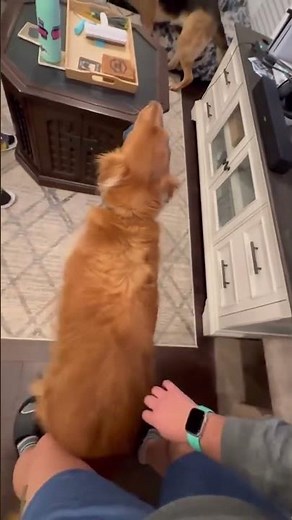 Twerking Dog Will Leave You in Stitches! 🐶🤣