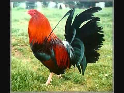 Vicente Fernandez Corridos De Gallos Mix YouTube