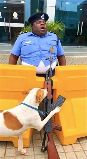 DOG Triggers RIFLE of a BANK SECURITY #new #funny #trending #dog #bank #watchman