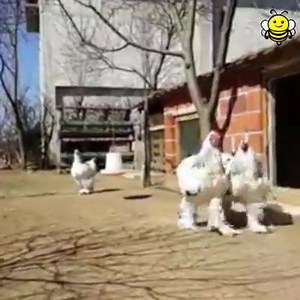 Wow! Giant roosters 🐓🐔😄 | Happy Funny Videos