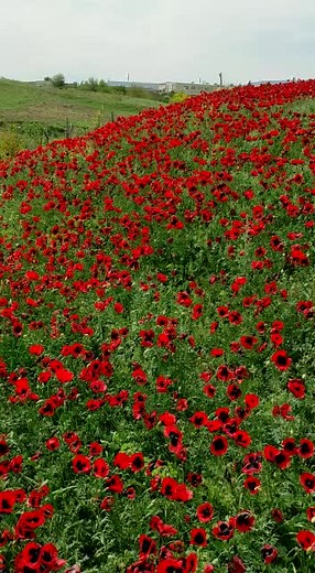 Stunning Red Poppy Field in Full Bloom