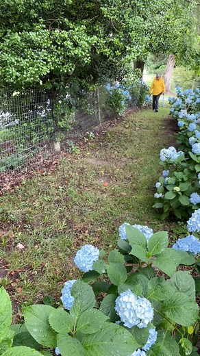 5.2K views · 914 reactions | My hydrangea grooves played a major role in our fresh bouquet programs. Such amazing fillers and customers just loved them as much as I do! It took me several years to learn how best to use these in our lineup of offering. Nice addition to our weekly availability lists but priceless for puffing up hundreds of weekly bouquets. #hydrangea #hydrangeas #flowerfarmer #gardenersworkshopfarm | The Gardener's Workshop | Facebook