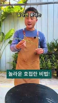 놀라운 호접란 비법! 🌿✨ 꽃 키우기 성공 비결! 댓글로 공유해요!