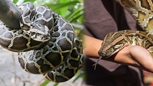 How to Build an Effectual Traditional Snake Trap