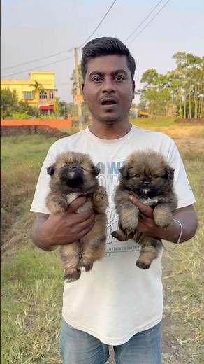 Lhasa Apso Puppies Sale Low Price. #petshub #dogbreed