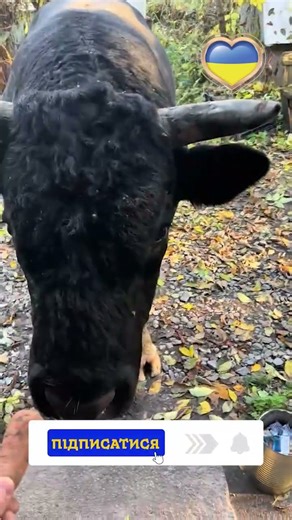 Бичок привів друга до нас на позицію.