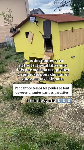 Marion & José 🌿 Les artisans qui habillent votre jardin on Instagram: "🙌🏽C’est pas parce que c’est pas sale que c’est propre! ❌Un des ennemis mortel des poules est à peine visible à l’œil nu: 🕷️les poux rouges. 🌚La nuit ils viennent se coller sur les poules pour les vider de leur sang, 🩸 si vous ne faites rien les parasites continuent de proliférer et vos poules peuvent mourir en moins d’un mois.☠️ 🧹Le nettoyage du poulailler c’est minimum toutes les 2 semaines, un peu comme quand vous ch
