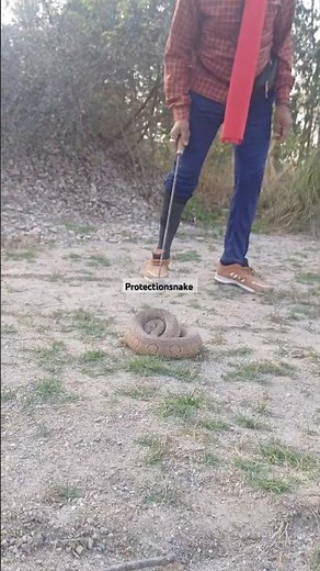 Snake hissing like a whistle | Snake making whistle sound #snakes #hissing #sounds