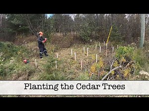 Planting the Cedar Trees