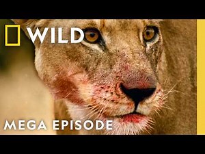 Kings, Deep Sea Killers, & More! | World's Deadliest MEGA Episode | Nat Geo Animals