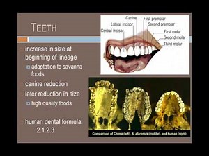 ANTH101 7 million years of hominin evolution