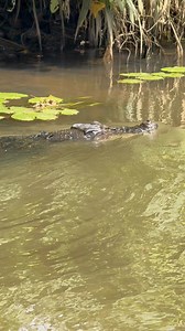 407K views · 6.8K reactions | Experience Crocodile ,Bird Watching &...