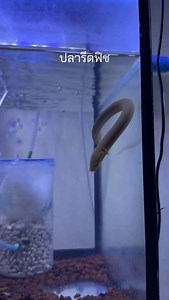 ปลารีดฟิช🥹 #ปลารีดฟิช #reedfish #ropefish ภูมิเถาแทงก์ | Poom Thowthong