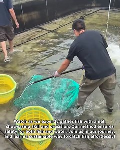 346K views · 185 reactions | Discover Efficient Fish Catching Techniques #fish #fishing #Fishfarming | Fatafatnews | Facebook