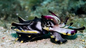 Deadly Flamboyant Cuttlefish Puts on Flashy Display