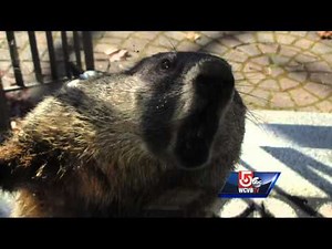 Groundhog attacks man, animal control officer