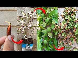 How to grow an almond tree at home + golden tips for high yield