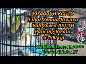 Kecial Kuning PLUTO Muda Libas Semua Jawara | Kecial Kuning Lombok cc 127 UP 12 Menit