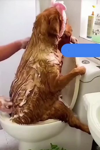 Dog Bath Time Fun with a Cute Brown Pup