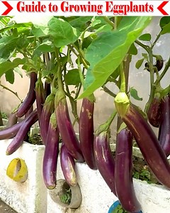 Cultivate eggplant in this way, I hope you will be surprised to see the yield. Just pay attention to the soil preparation. Soil 30%, cow dung manure 30%, cocopeat 20% and rice husk 20%. While mixing all together, add Trichoderma powder and humic acid powder. And to control insects, you should definitely cultivate this variety of eggplant. | Small Vegetable Garden