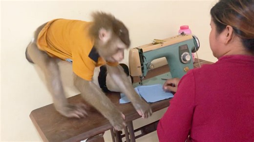 Handsome Jason Determine Destroy Sewing Machine Not Let Mom Sew To Go Tear Milk Box | Monkey Jason